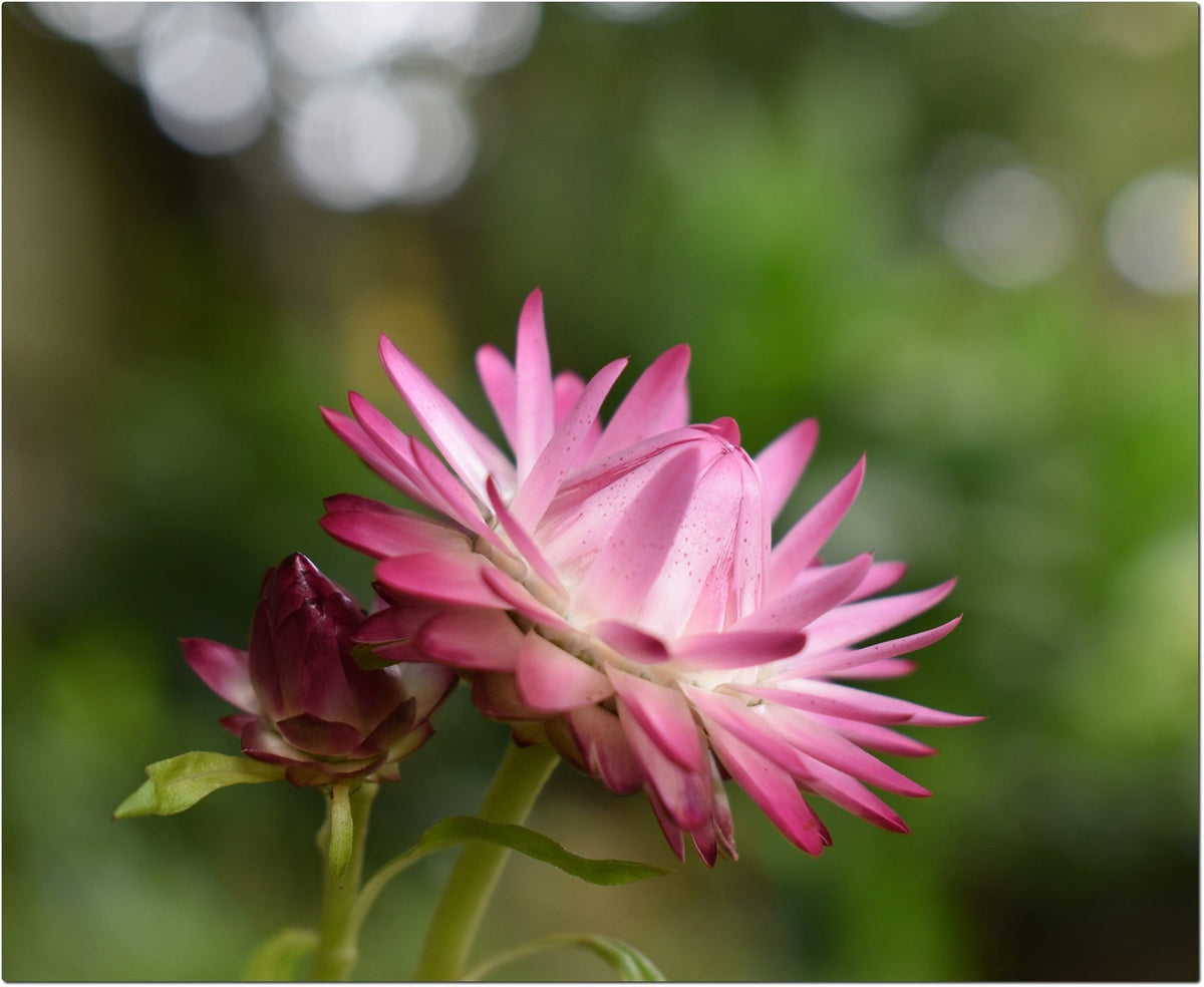 Dried Flowers – Toi Toi Botanicals