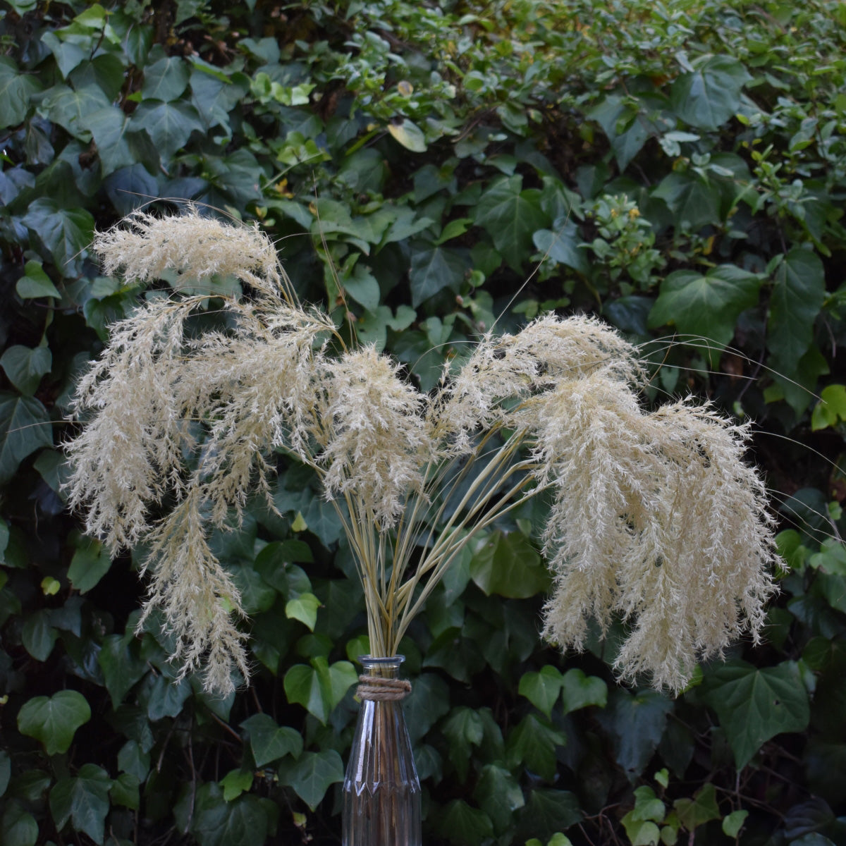 Dried Flower Stems – Toi Toi Botanicals