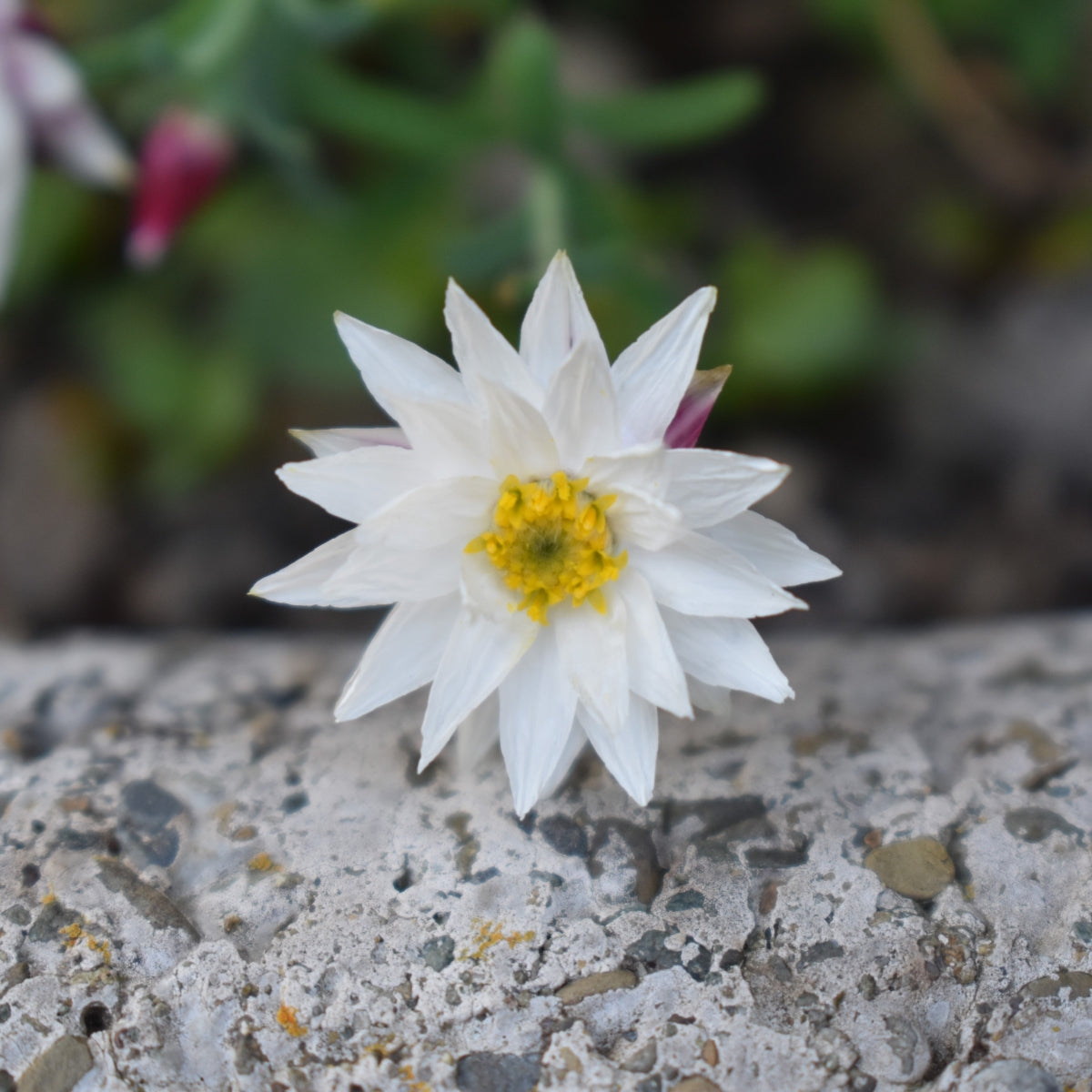 Dainty Paper Cascade Daisy Flowers – Toi Toi Botanicals