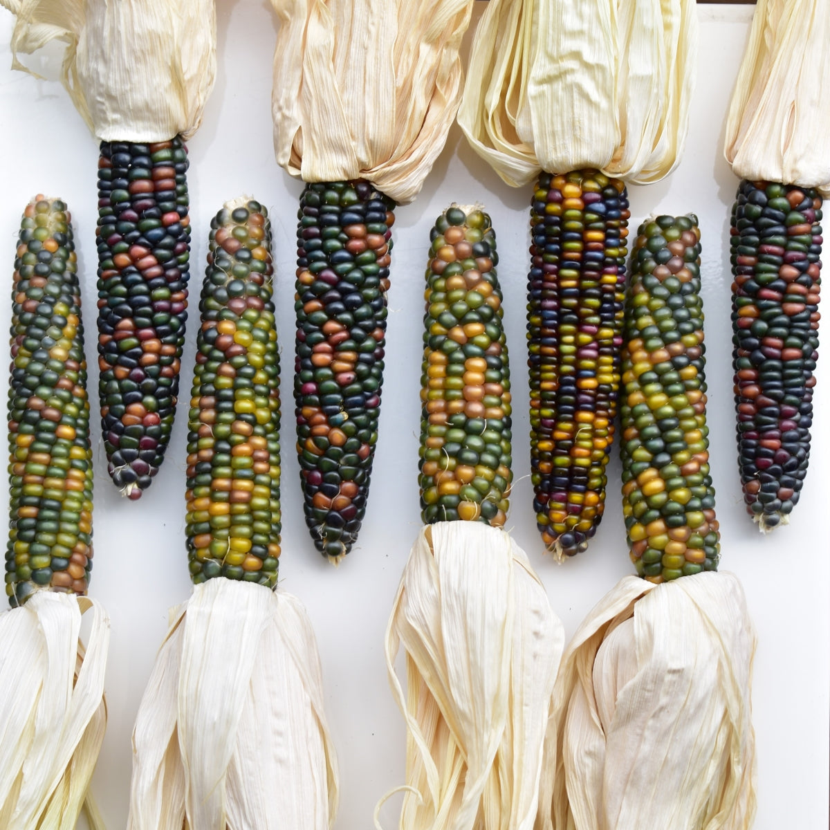 Glass Gem Corn Cobs – Toi Toi Botanicals