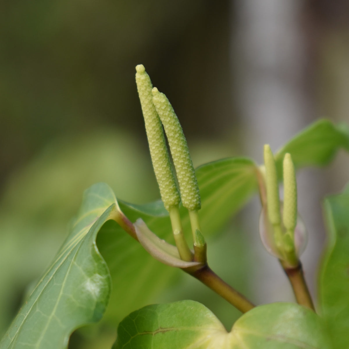 Kawakawa Soap – Toi Toi Botanicals