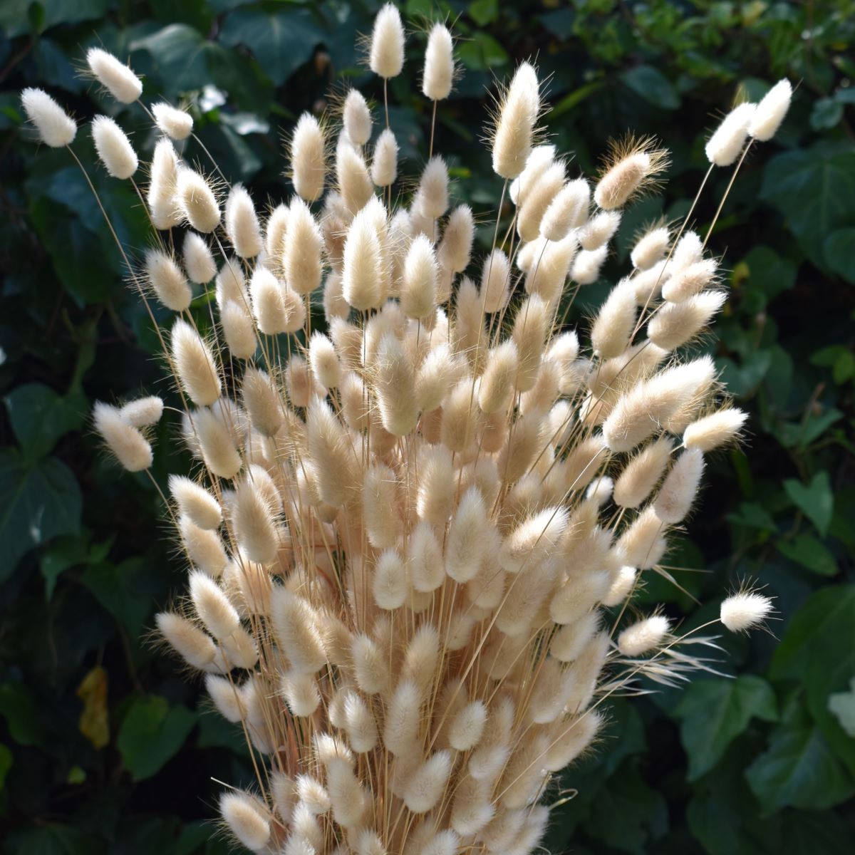 Dried Bunny Tails NZ – Toi Toi Botanicals