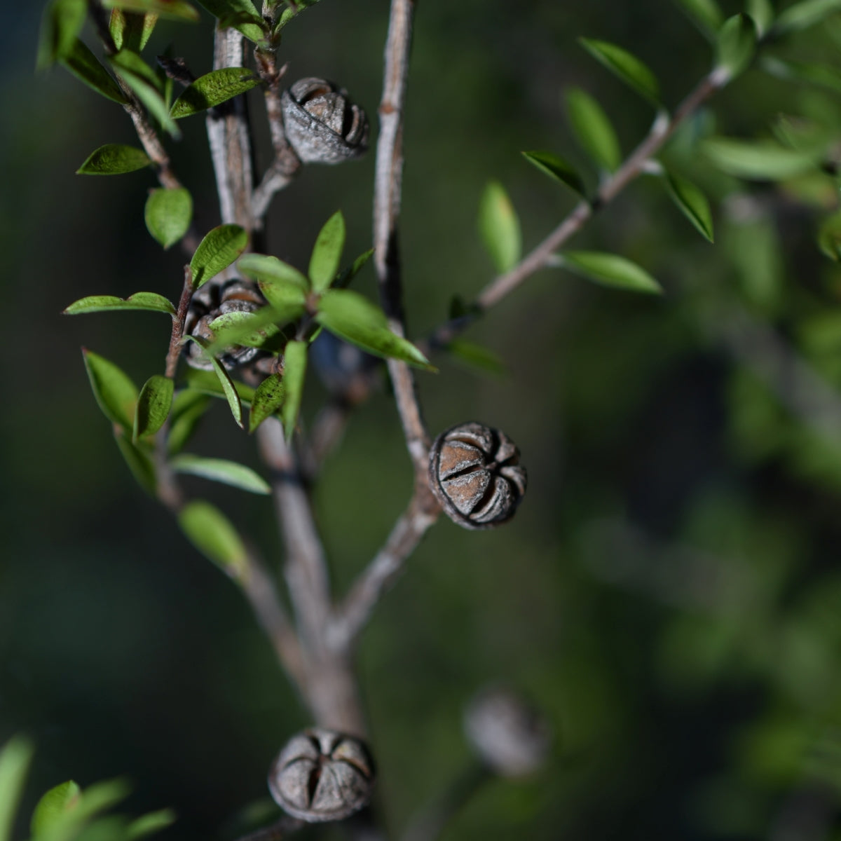 Manuka Seeds – Toi Toi Botanicals