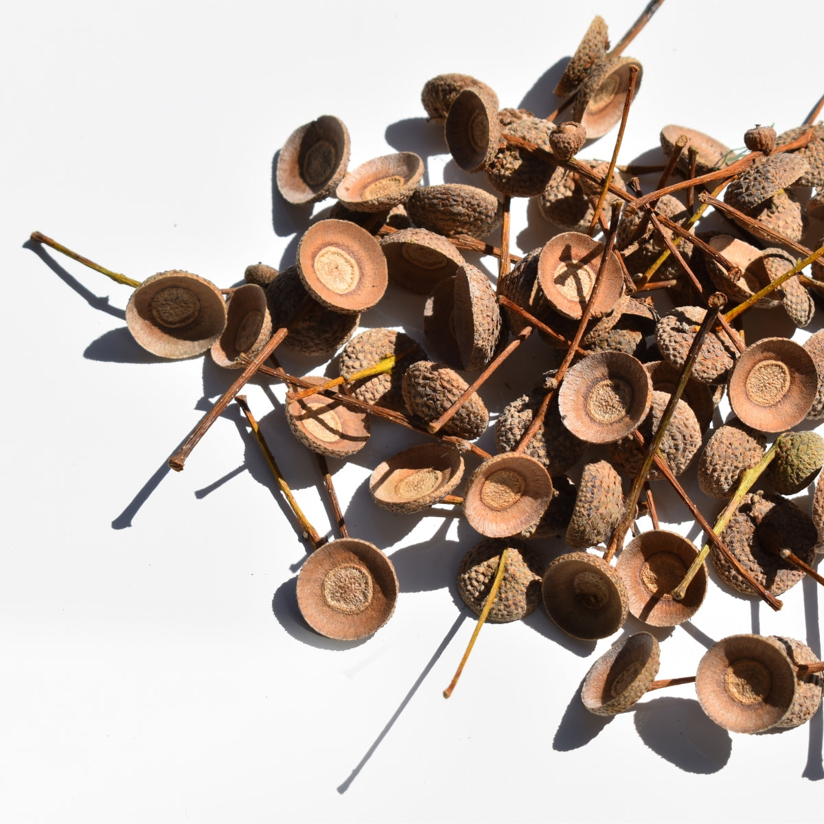 Natural Acorn Caps (Cupules) at Toi Toi Botanicals