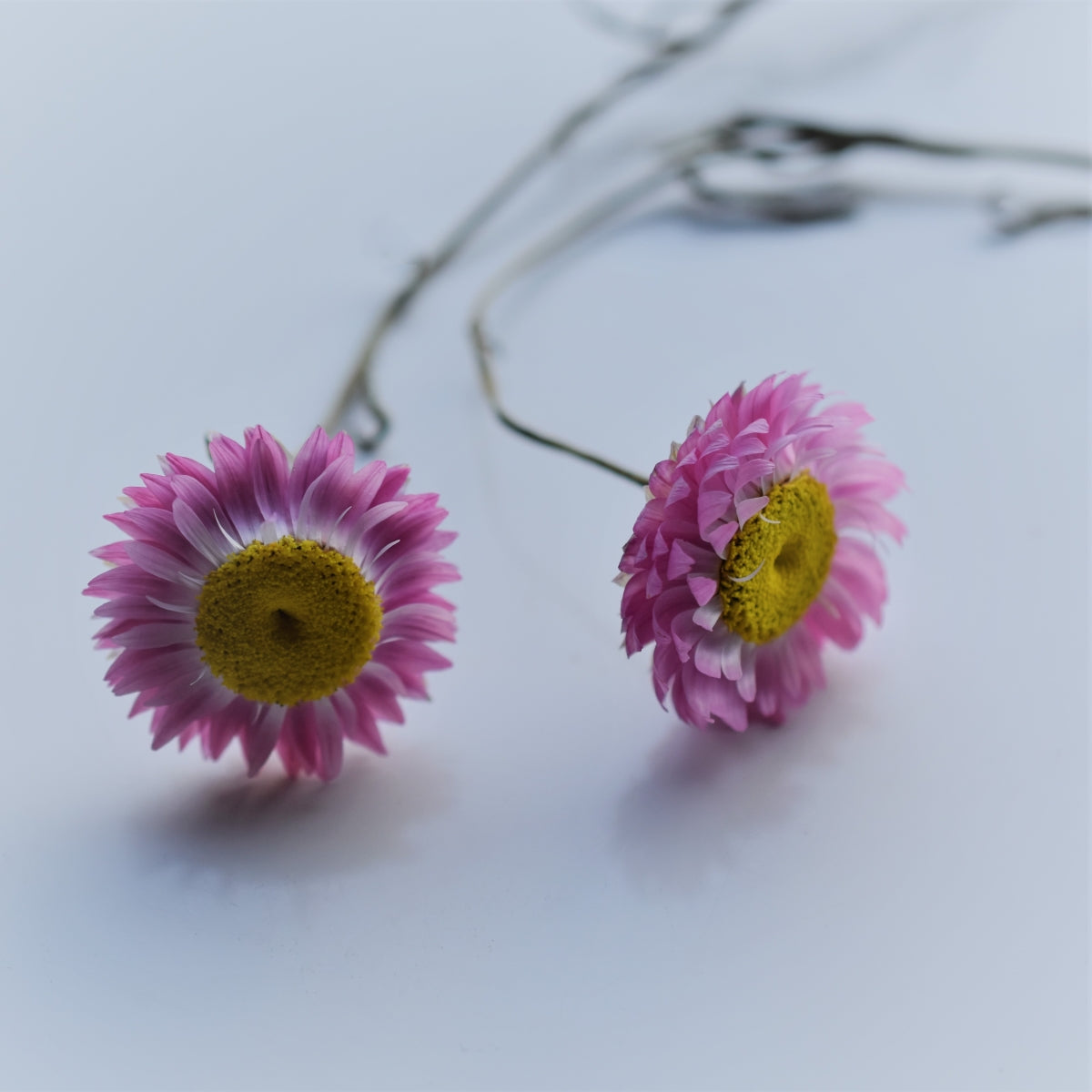 Pink Paper Daisies – Toi Toi Botanicals