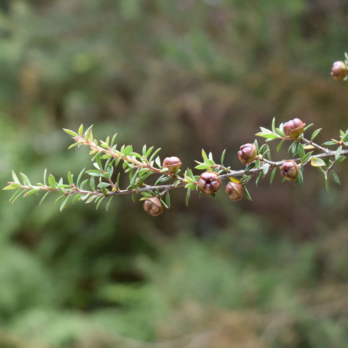Manuka Seeds – Toi Toi Botanicals