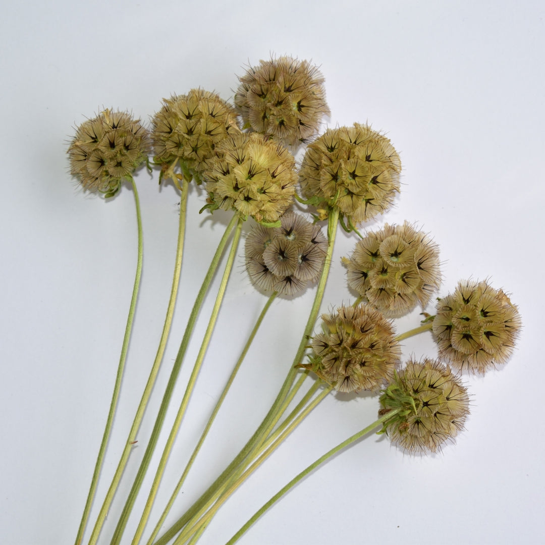 Dried Scabiosa Starball Stems – Toi Toi Botanicals