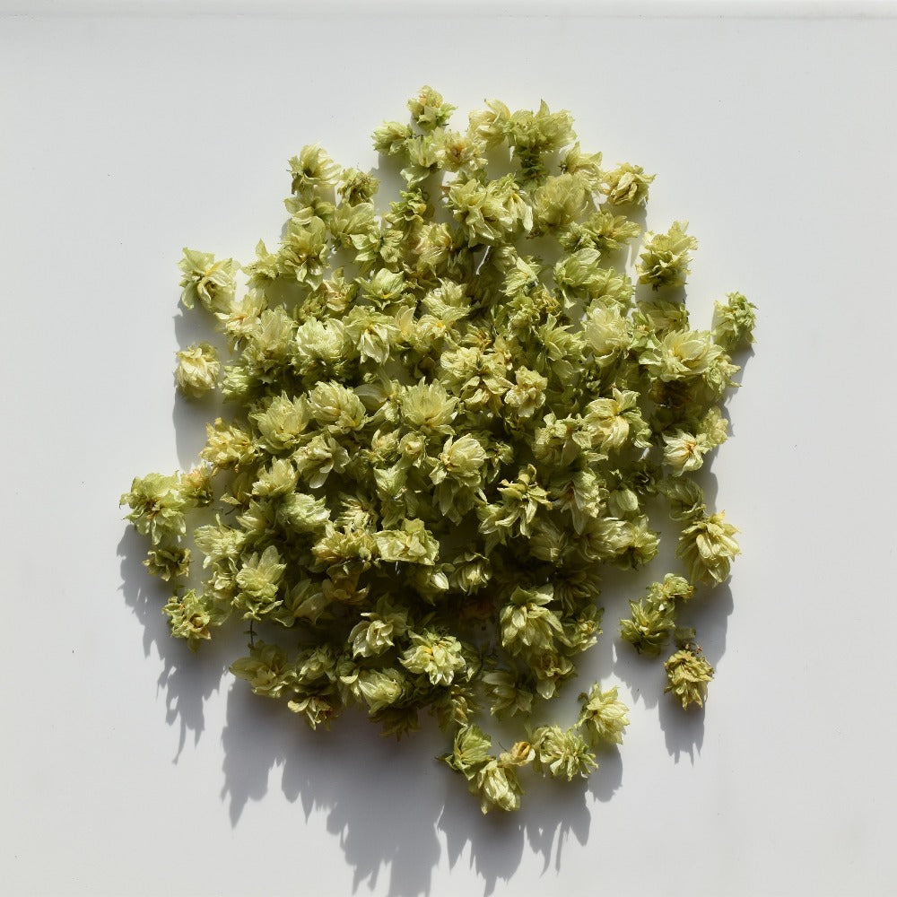 Dried Hops Flowers NZ – Toi Toi Botanicals