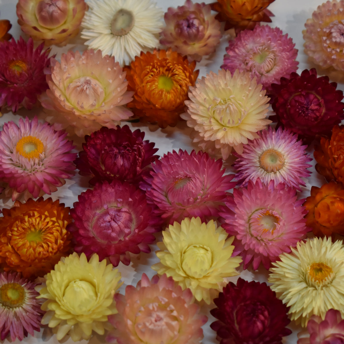 Mixed Colour Dried Strawflowers – Toi Toi Botanicals