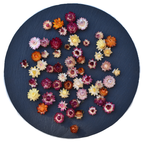 Dried Flowers – Toi Toi Botanicals